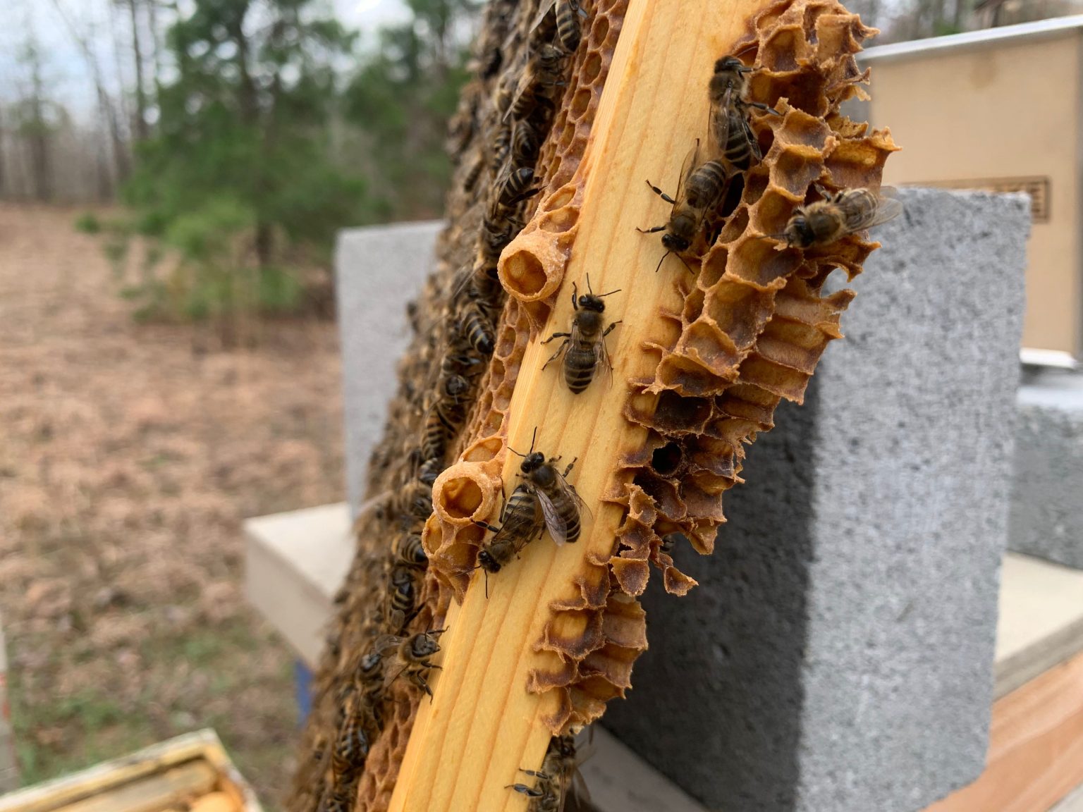 Types of Comb and What They Tell Us About Our Bees - Backyard Beekeeping